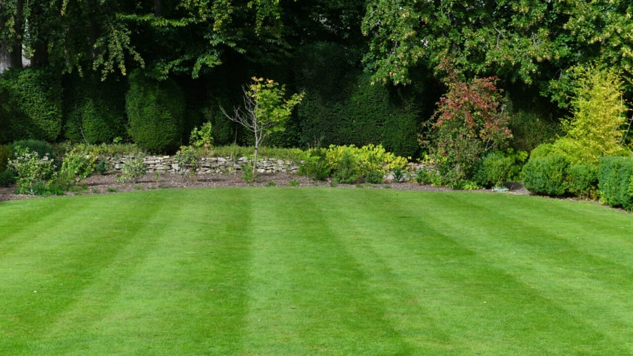 Homeowner Showcases Contrast Between Neighboring Lawns: ‘I know which ...