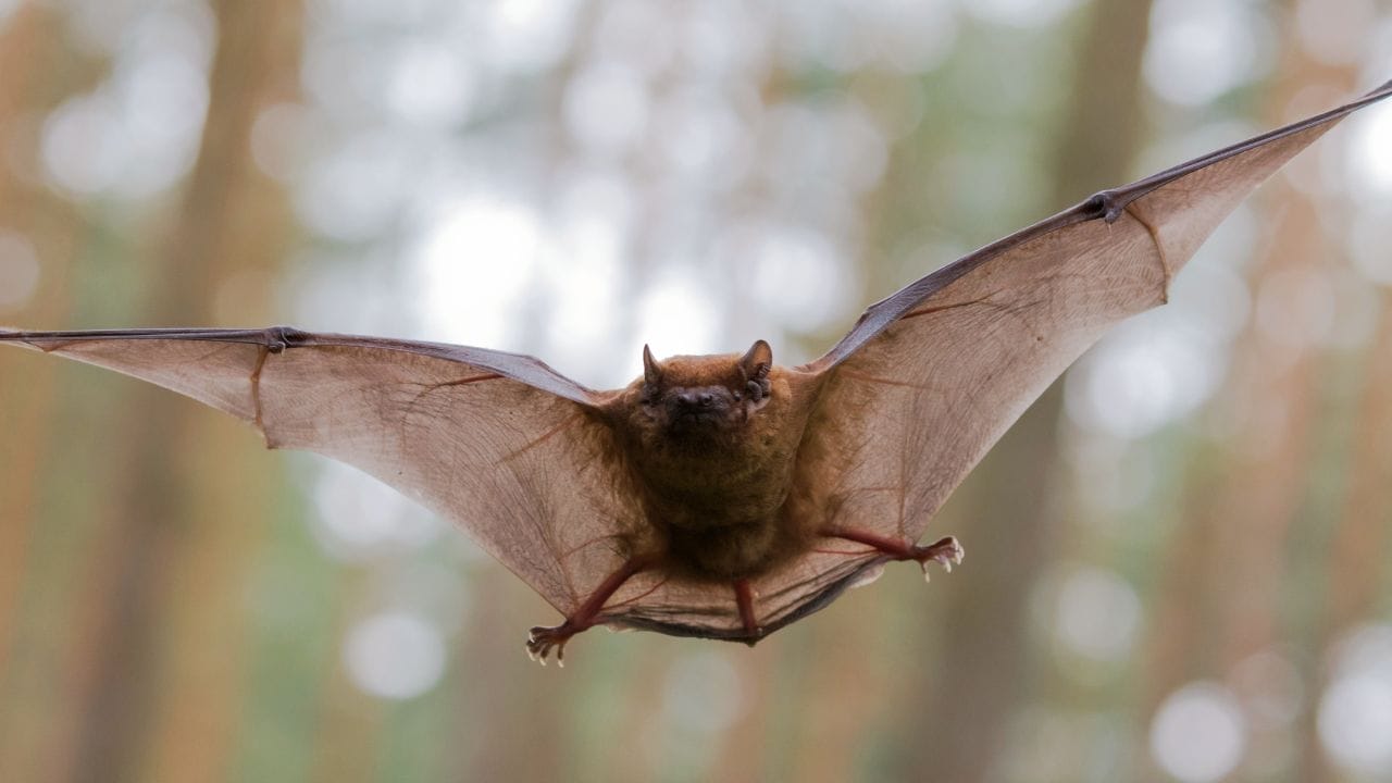 How Bats Can Have Deadly Diseases Without Dying