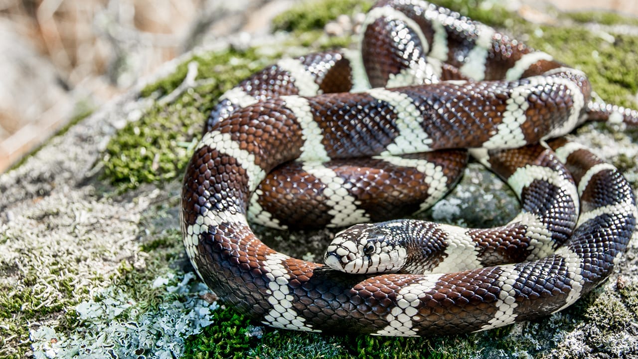 15 Snakes with Incredible Strength That Dominate Their World