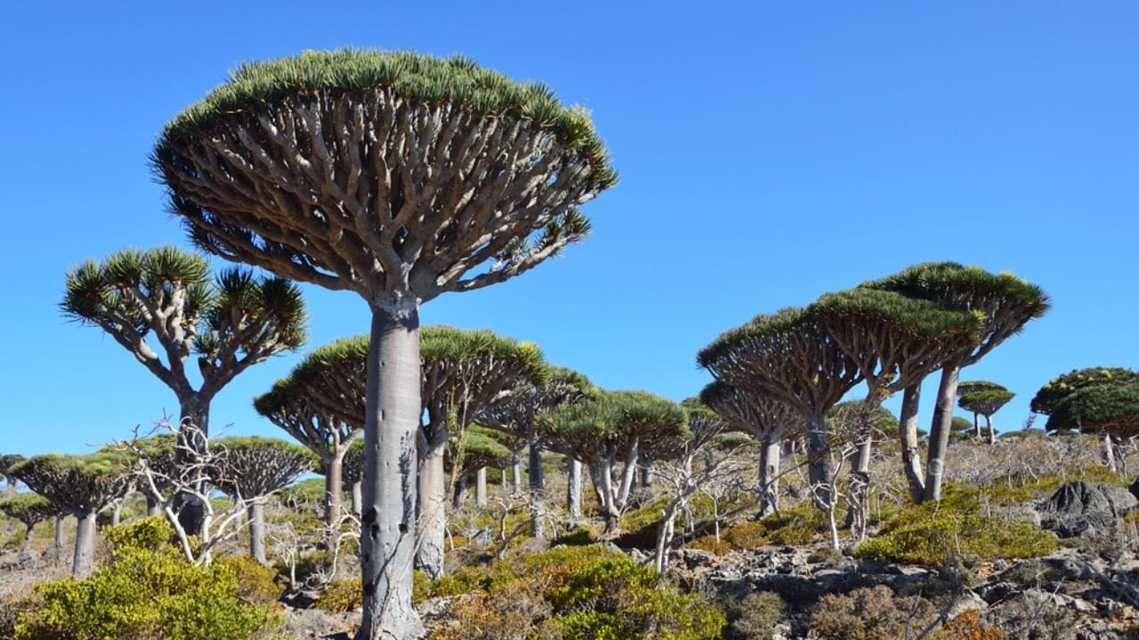 Australian Amber Fossils Reveal a 42-Million-Year-Old Discovery