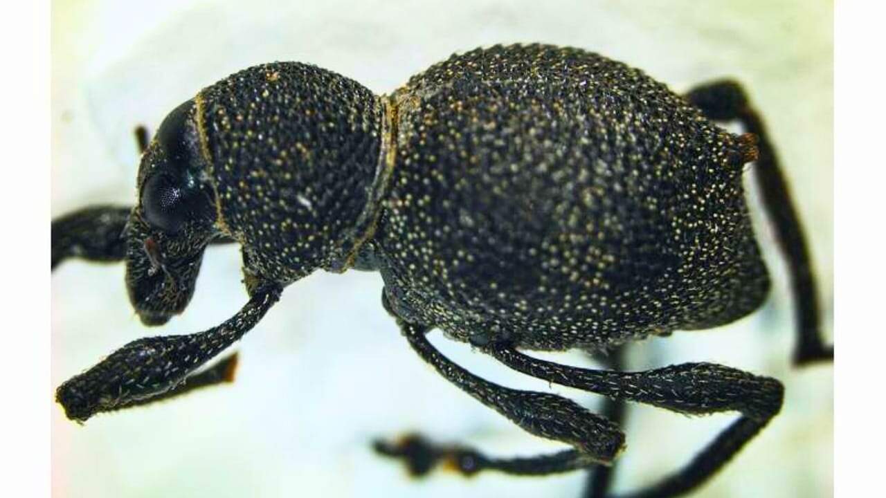 15 Rare Rainforest Insects That Are Changing What We Know