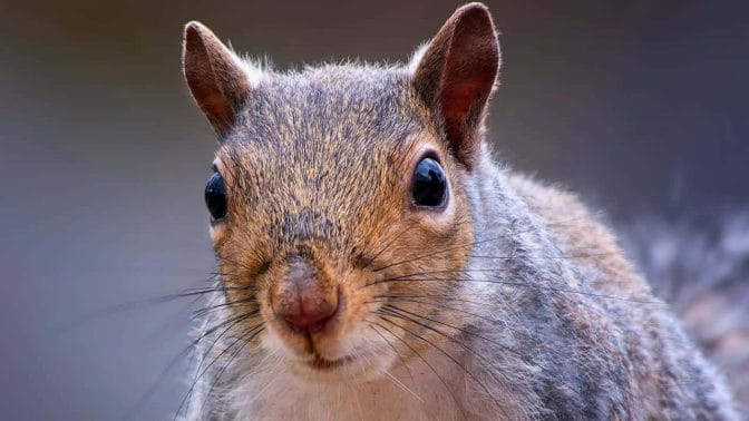 Social Media Star Peanut the Squirrel Seized by New York Authorities Social Media Star Peanut the Squirrel Seized by New York Authorities